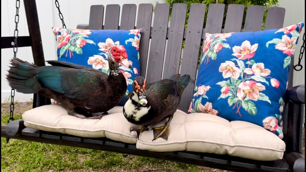 Muscovy Ducks | Ducks On a Swing For The First Time - YouTube