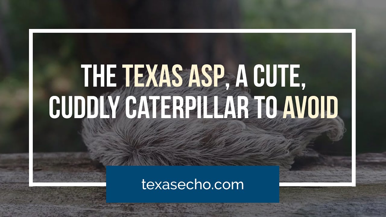 The Texas Asp, A Cute, Cuddly Caterpillar to Avoid - YouTube