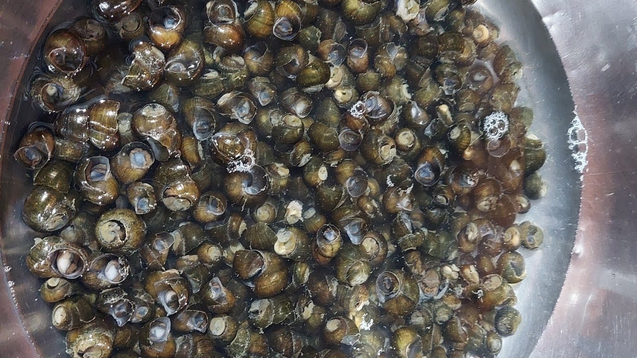 LABUK THAROI THONGBA//2024 - YouTube