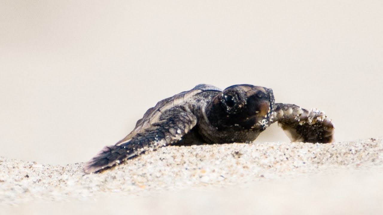 Sea Turtles Hatchlings 05 - YouTube