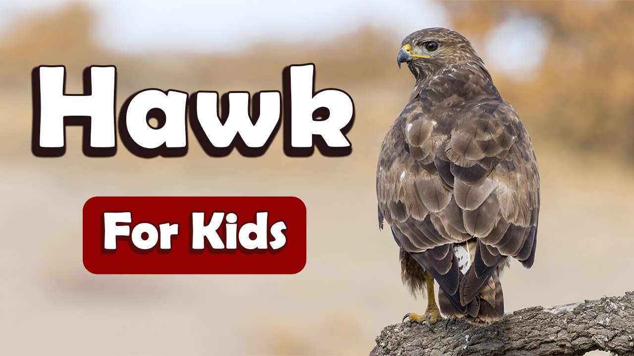 Hawks for Kids | Learn About Wild Animals for Kids - YouTube