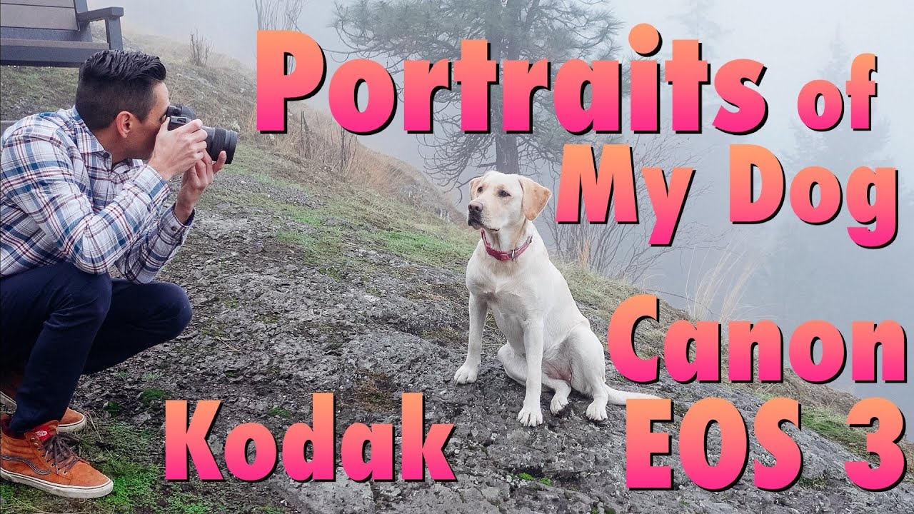 Portraits of My Labrador Dog - Canon EOS 3 + Kodak Gold 200 35mm ...