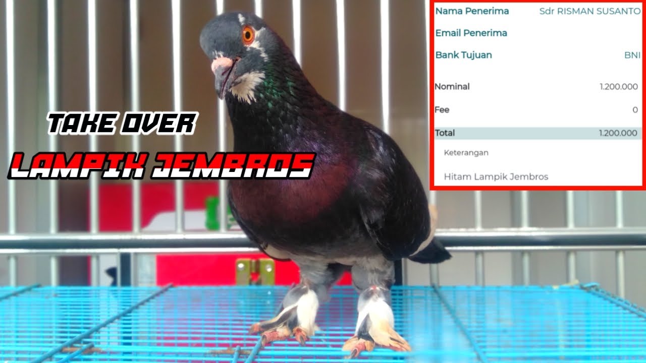 Take Over Merpati Teritis Jembros - YouTube