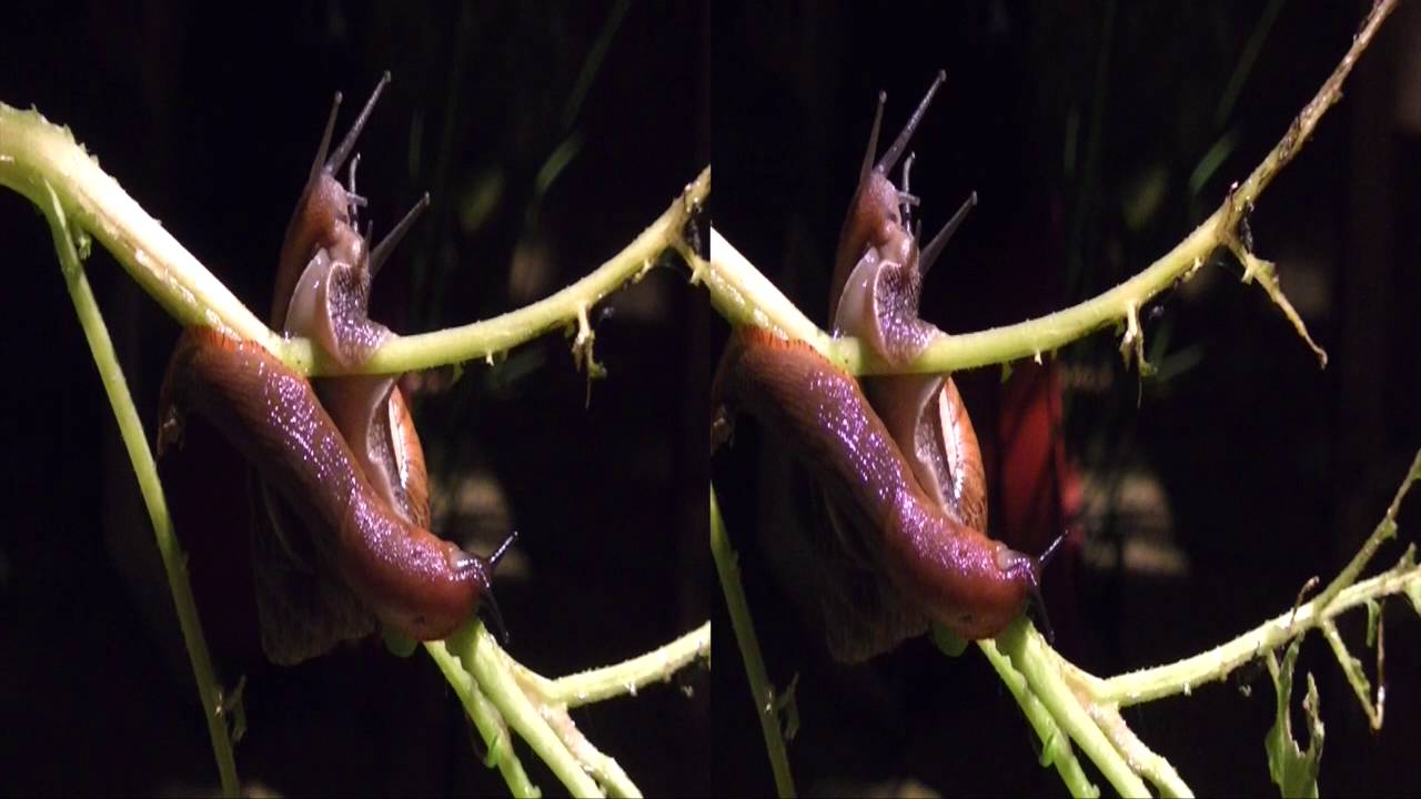 Snail Invasion Devouring Potato Crop in Stereo Vision - YouTube