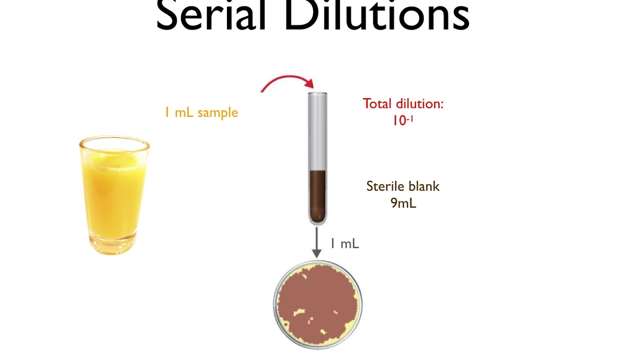 Serial Dilutions - YouTube