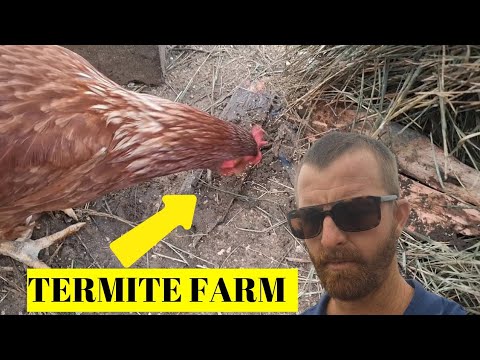 Termites, Pigs, and Birthday Plans: Permaculture Adventures Unfold ...