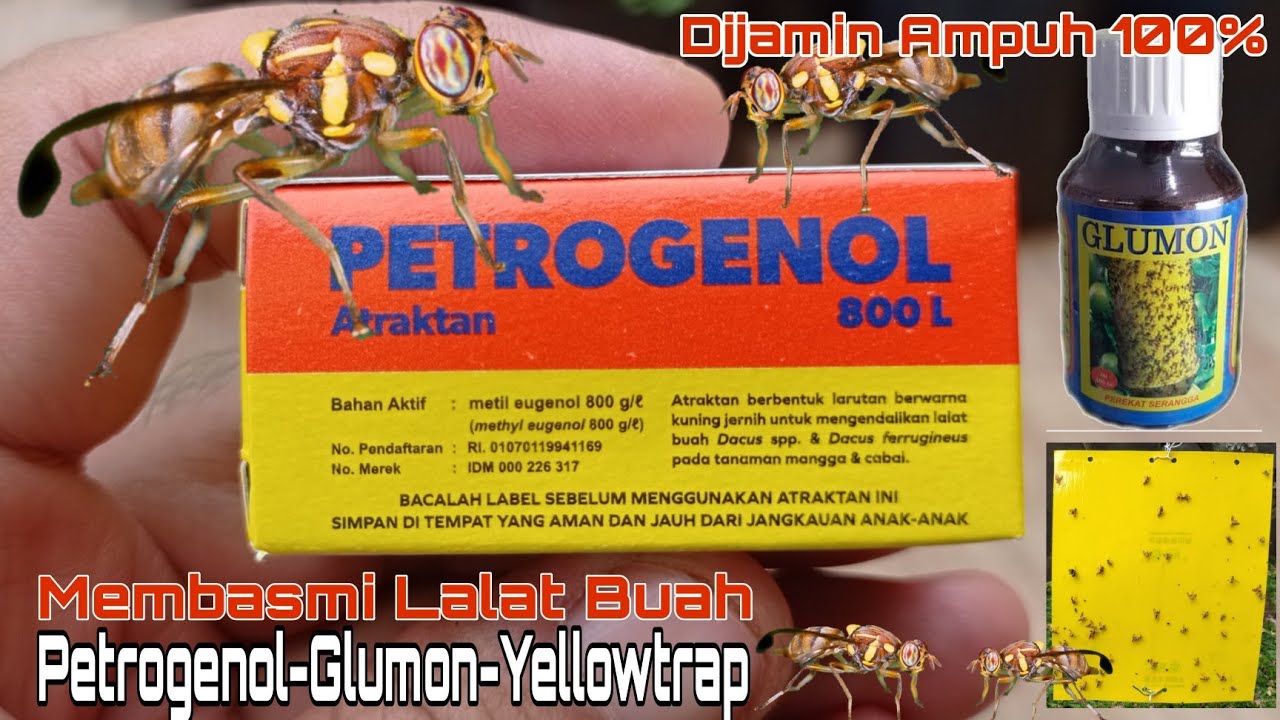 Cara Ampuh Dan Mudah Membasmi LALAT BUAH Dengan PETROGENOL, GLUMON ...