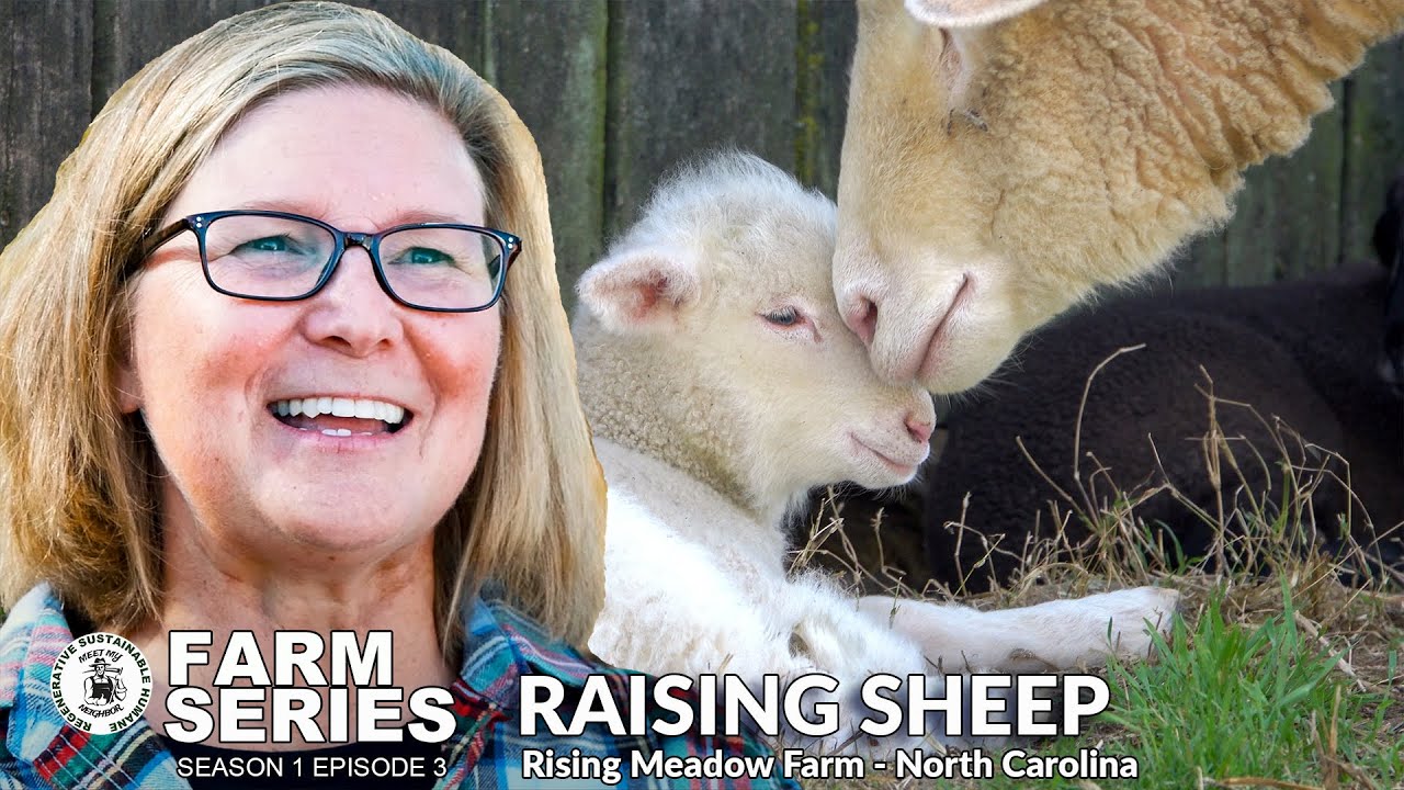 Raising Sheep | Farm Series S1 E3 - YouTube