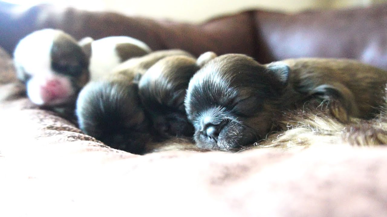 We Have Babies!!! || 10 Days Old Puppies - YouTube