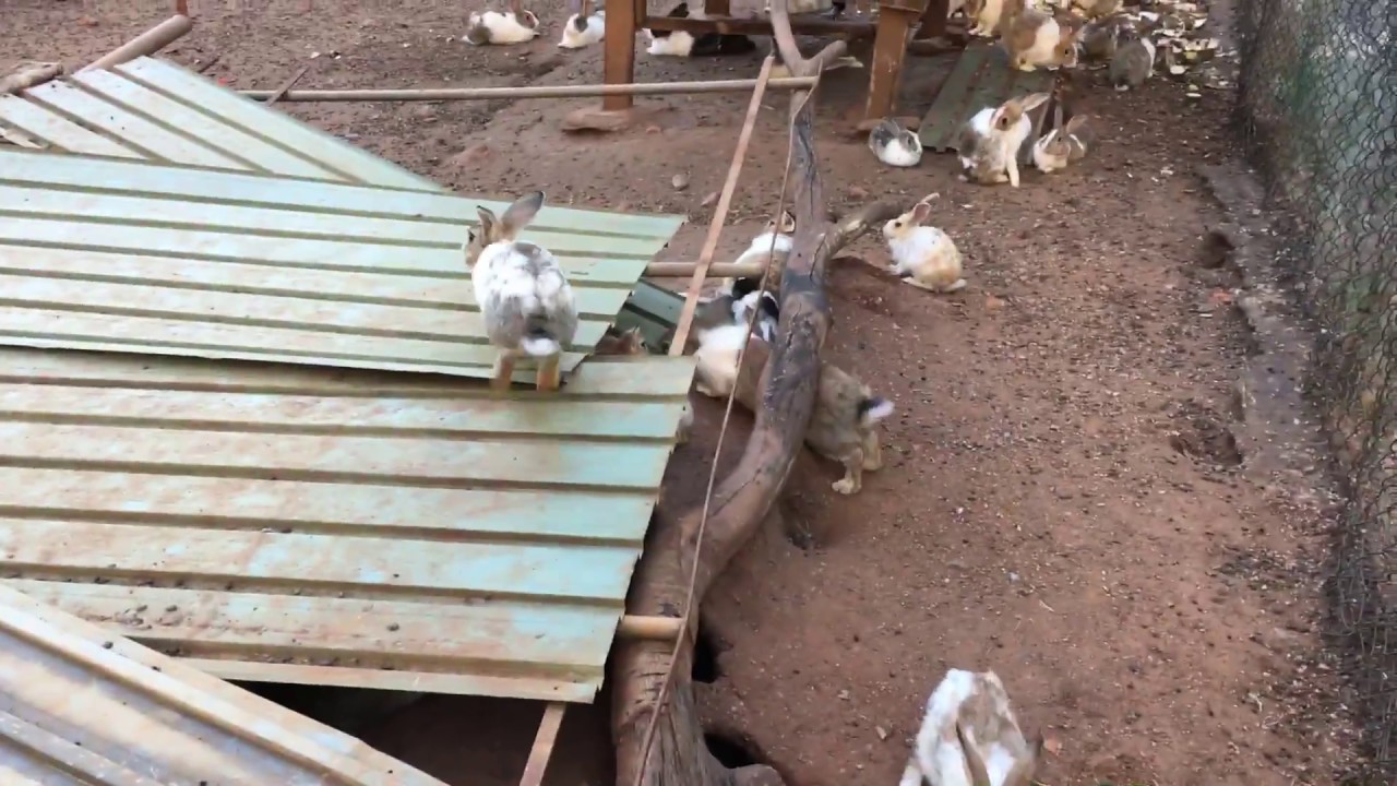 Wonderful rare Rabbits in srilanka - YouTube