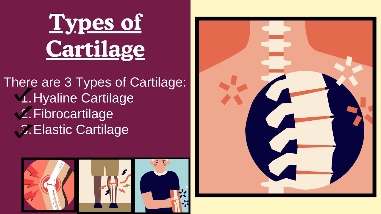Cartilage: Types, Structure, and Blood Supply |Hyaline, Elastic, and ...