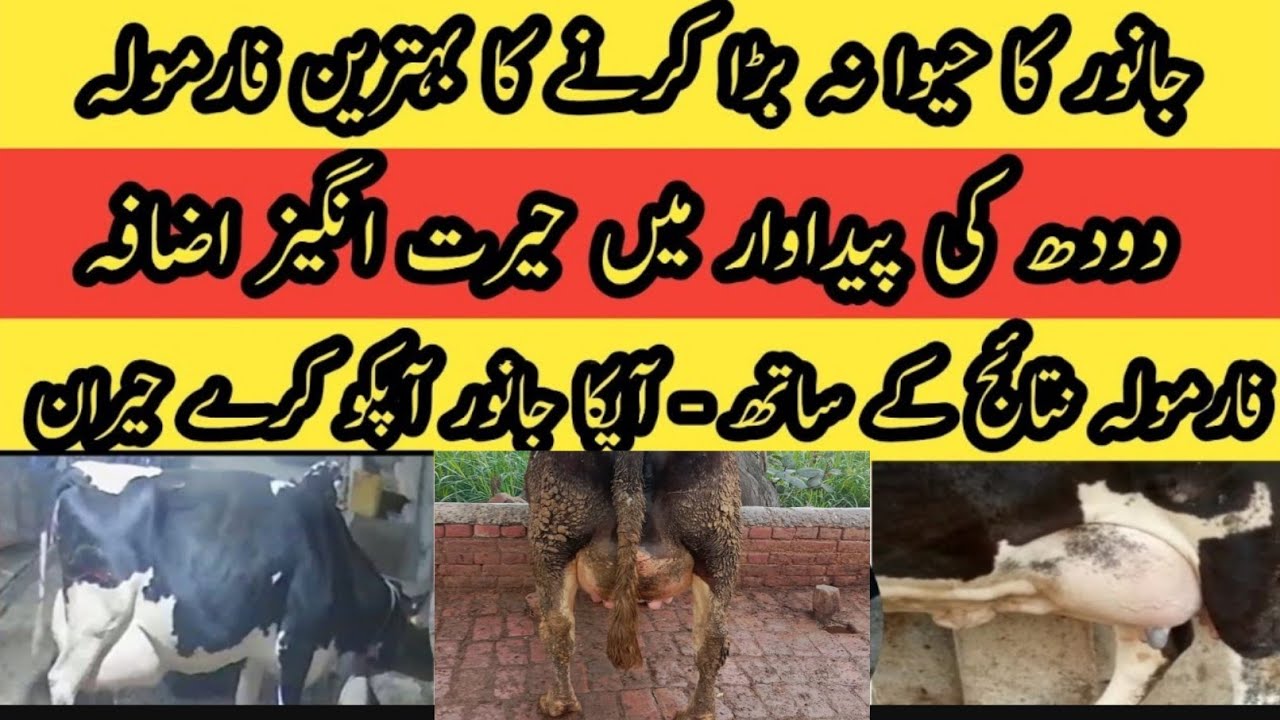 Big udder formula II Huge maximum udder formula II Milk increase ...