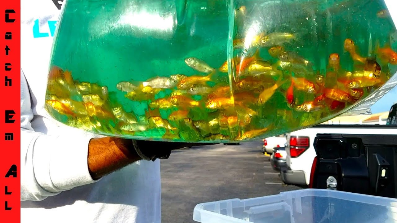 BUILDING GOLDFISH ARMY 1000s! Rise the EMPIRE of MINI-MU! - YouTube