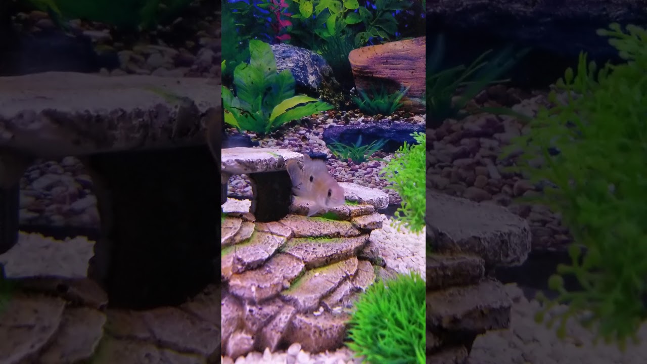 A Royal Green Terror juvenile Cichlid - YouTube