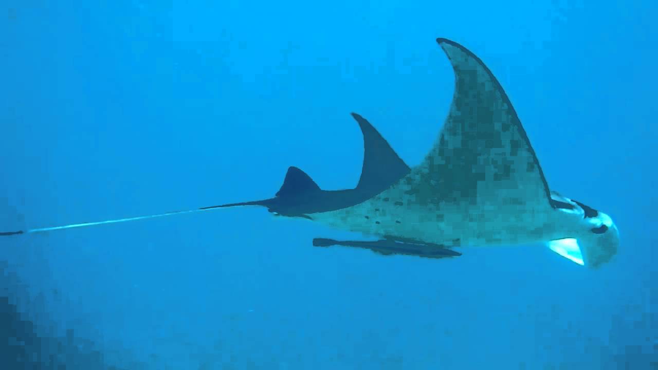 Big Manta Ray Gliding - YouTube