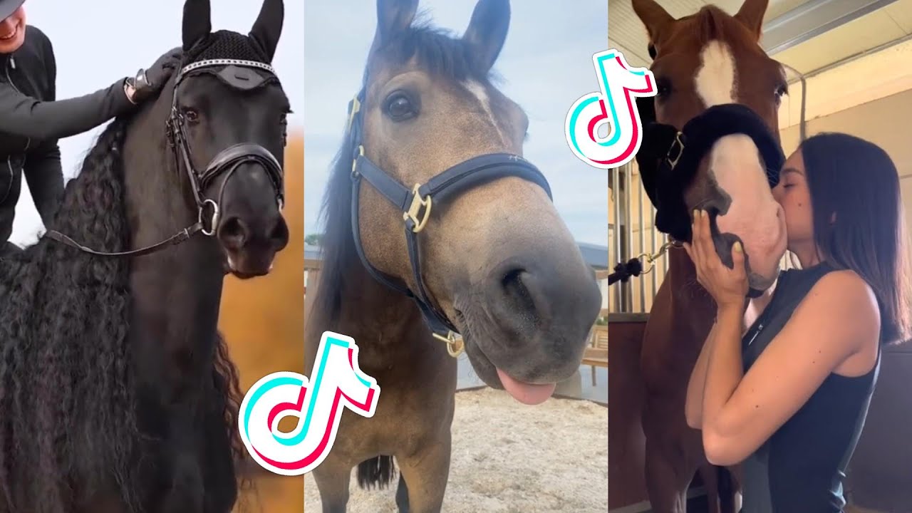 The Best HORSE TikTok Compilation #108 - YouTube