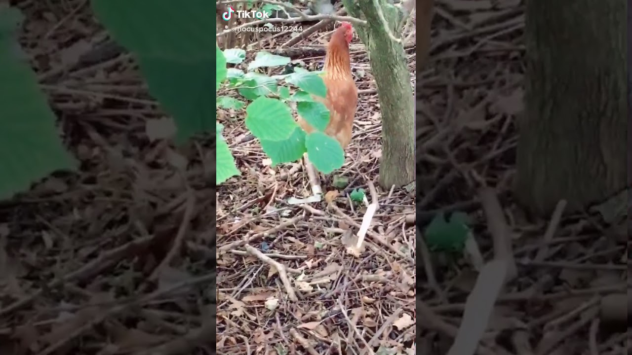 Chicken boi - YouTube