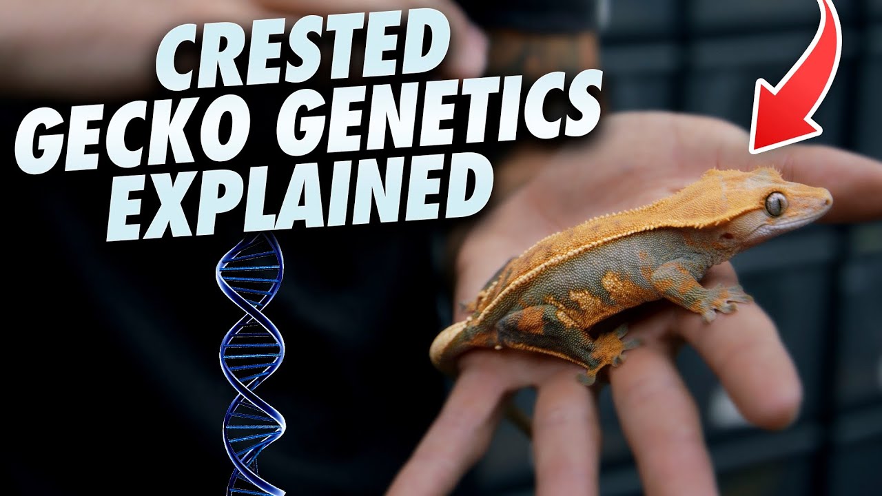 Reptile Genetics For Dummies! - YouTube