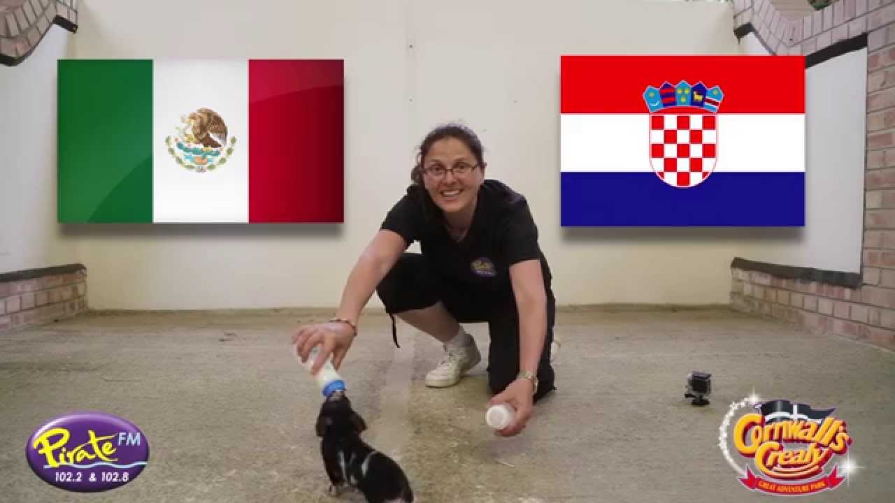 Cornwall's Crealy and Pirate FM's Psychic Animals 2014 - Mexico v ...