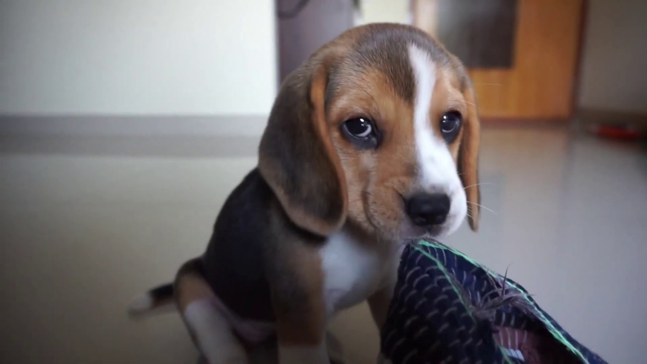 Getting a 7 week Beagle puppy| Beagle Puppy - Elsa's First day home ...