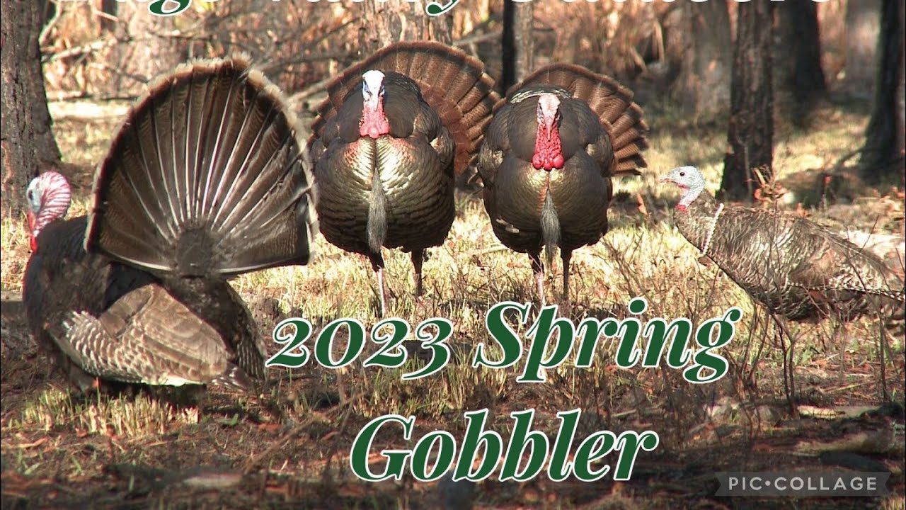 Opening weekend of spring gobbler - YouTube