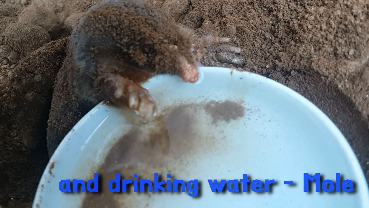 and drinking water - mole pet - YouTube