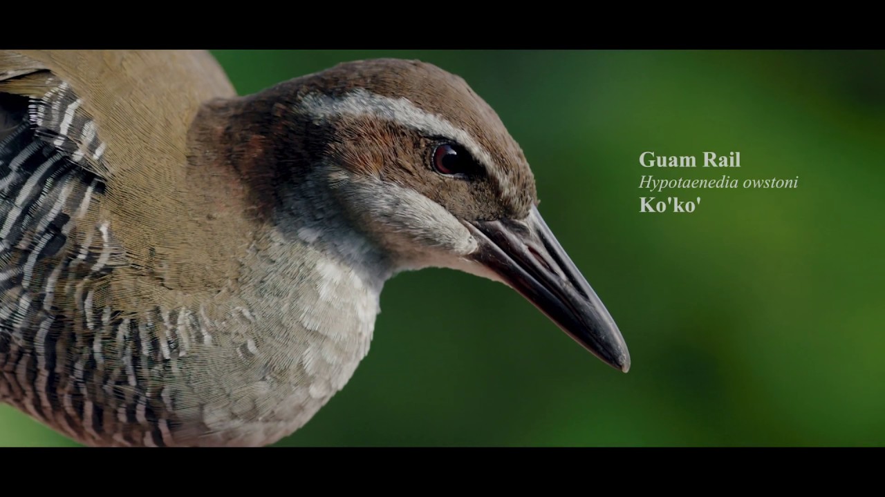 Birds of Guam | Kontra I Kulepbla (Challenge the Snake) - YouTube
