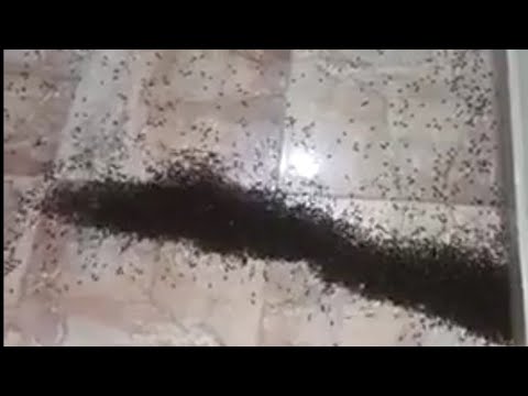 The new desaster insect attack all over Lebanon - YouTube