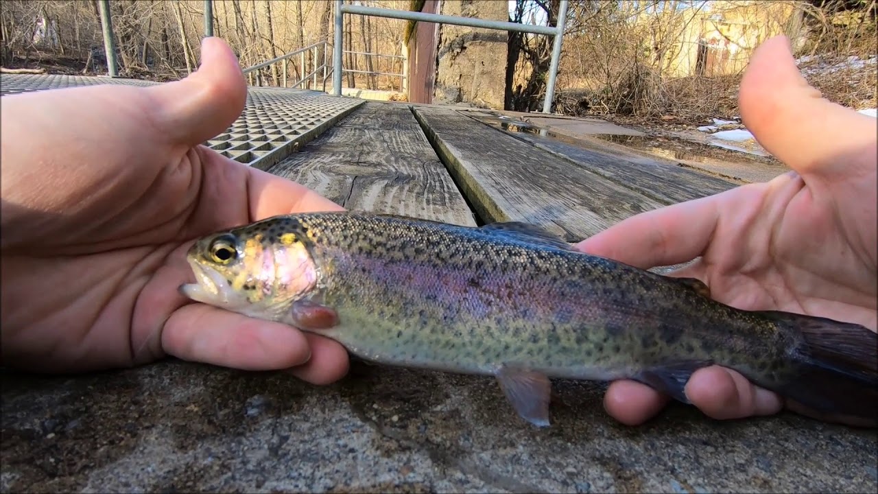 Winter Trout fishing patapsco river daniels area (CATCH AND COOK) - YouTube
