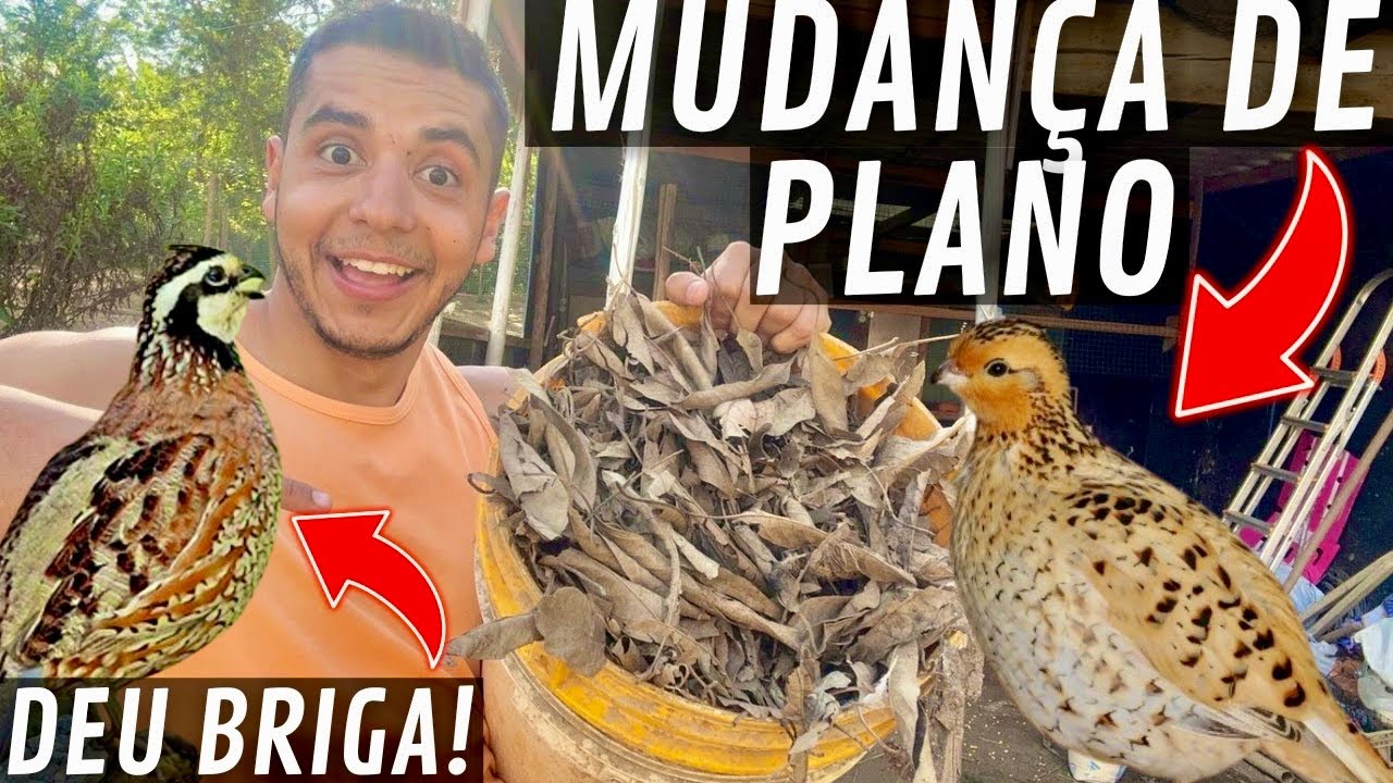 As CODORNAS Bob White BRIGARAM e foi preciso separar | Marrecos ...