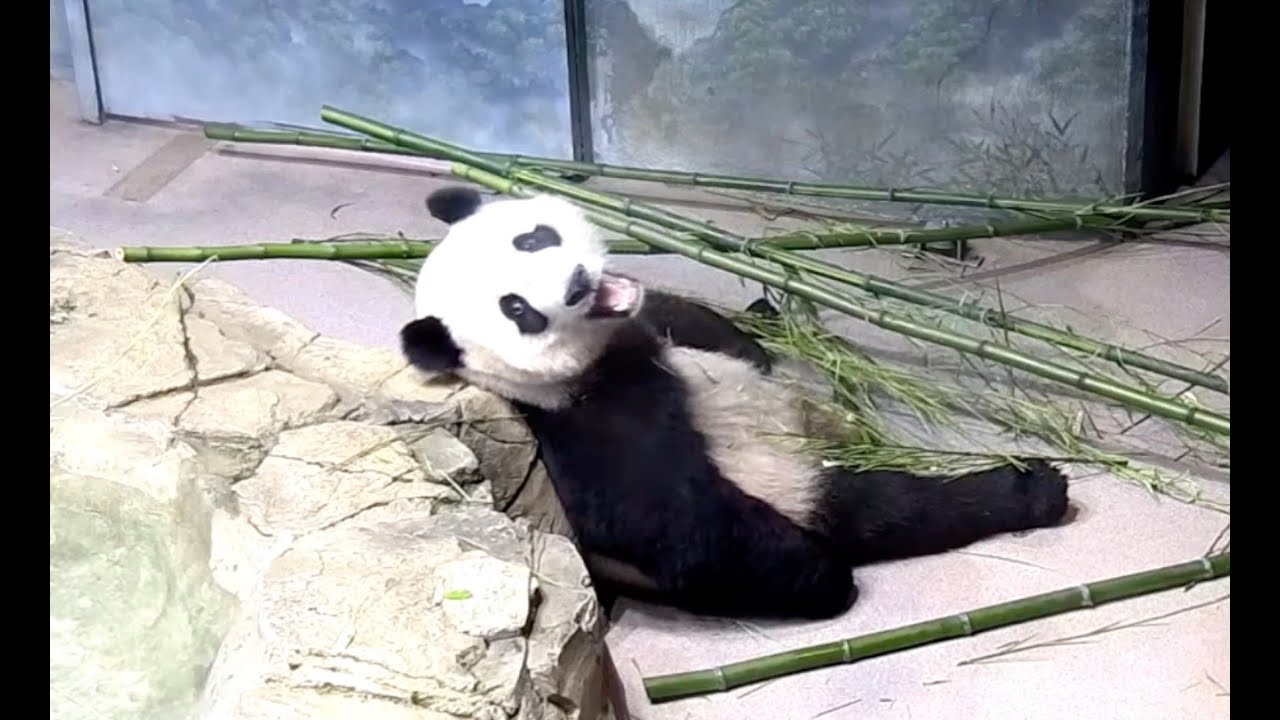 Xiao Qi Ji's Cozy Indoor Life🐾🎋 #panda - YouTube