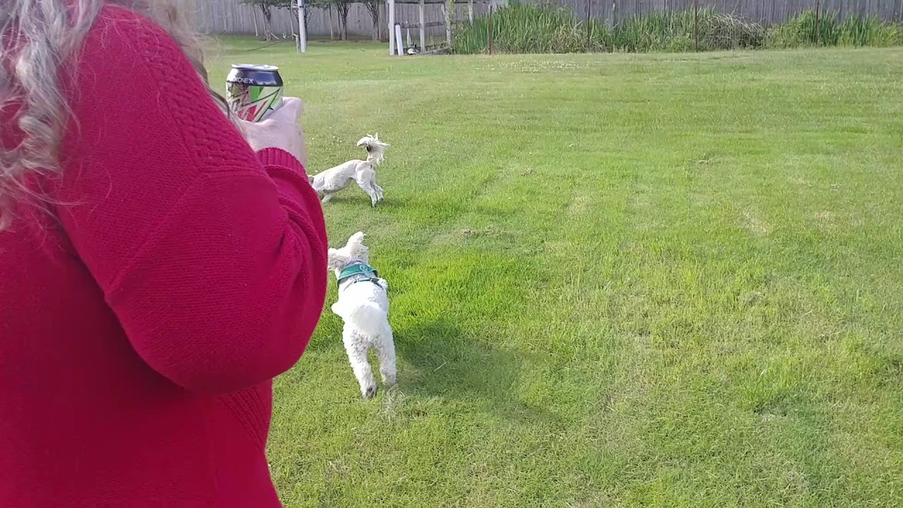 Doggies at play - YouTube