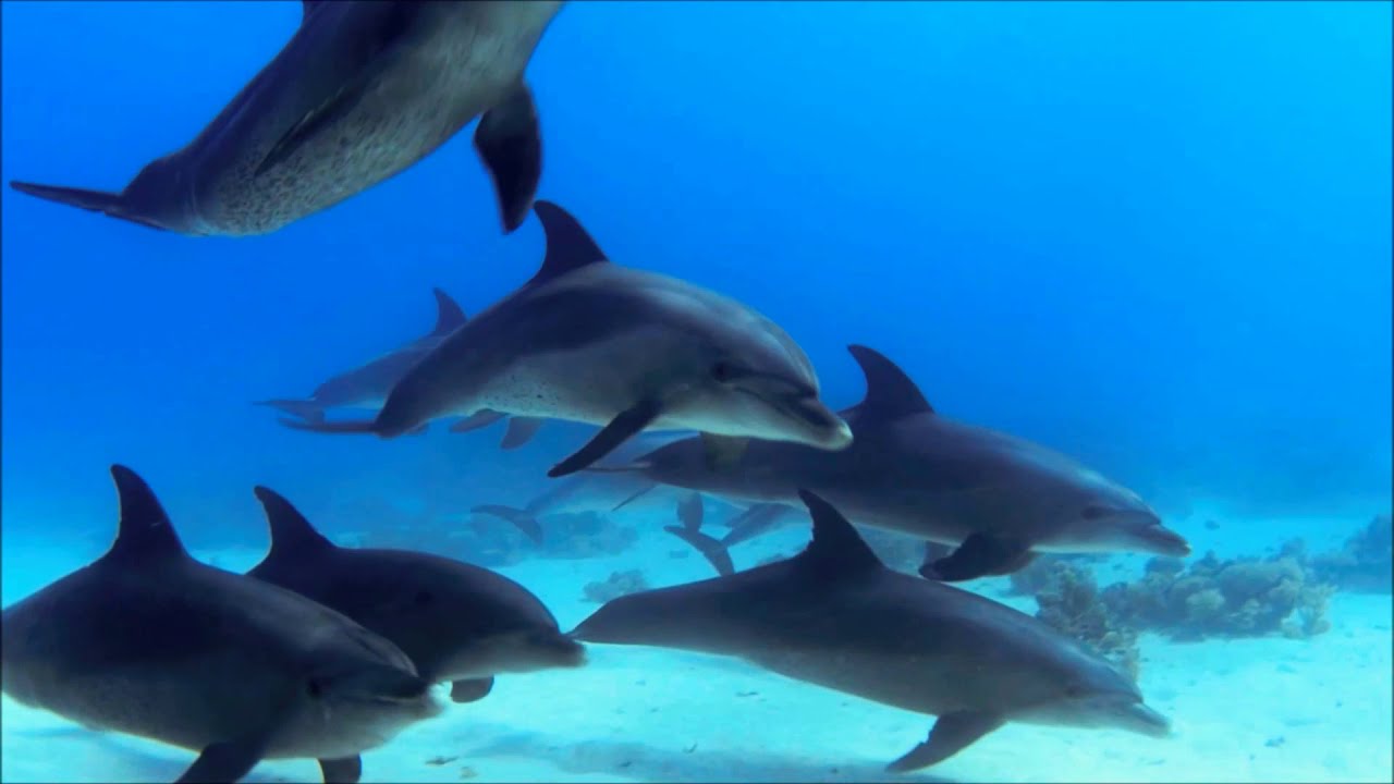 Dolphin pod // stock footage - YouTube
