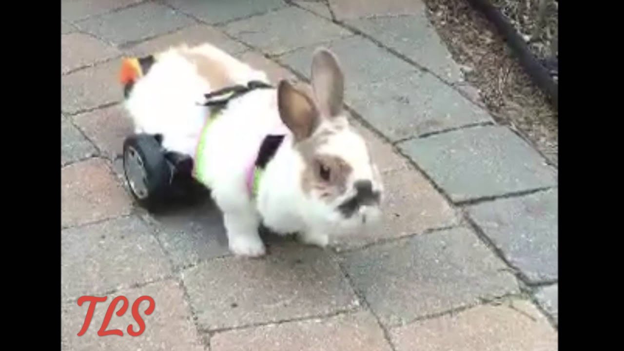 LPD officer builds wheelchair for his rabbit - YouTube