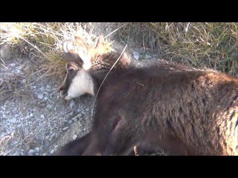 chasse aux chamois 2014 - l'éterle de la combe de Garret