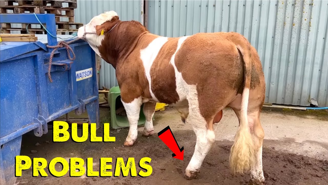 A Cow Has Died | Bulls Gone Wrong | Progress In The Fields - YouTube