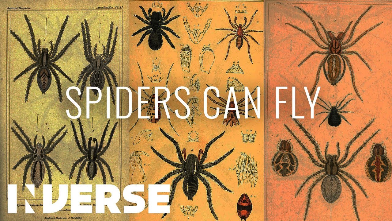 Spiders Can Fly! | Inverse - YouTube