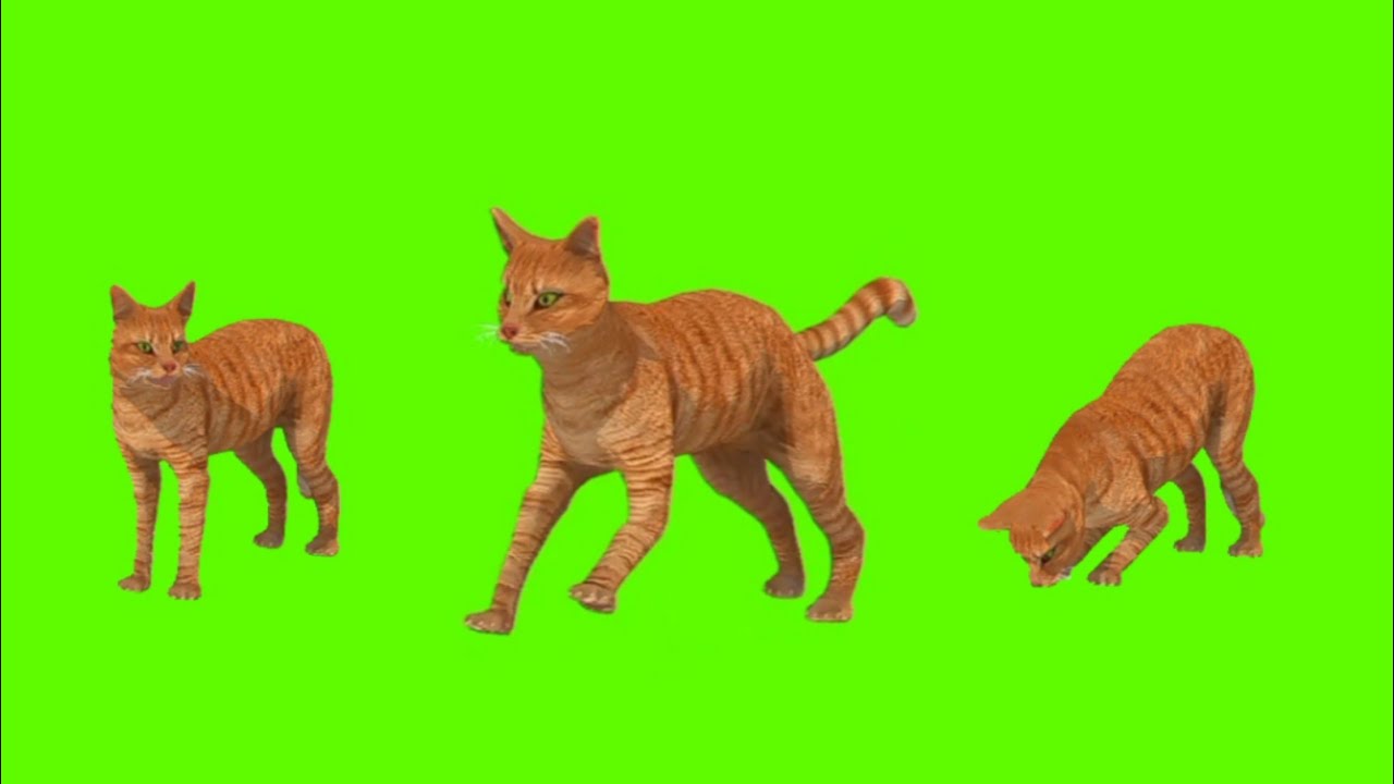 Cartoon Character Green Screen Cat | No Copyright Green Screen Video ...