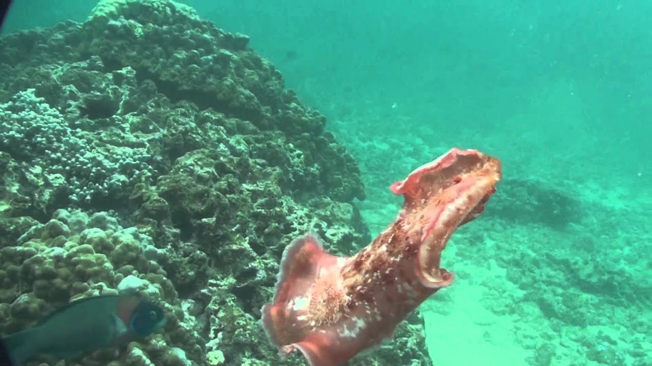 spanish dancer nudibranch - YouTube