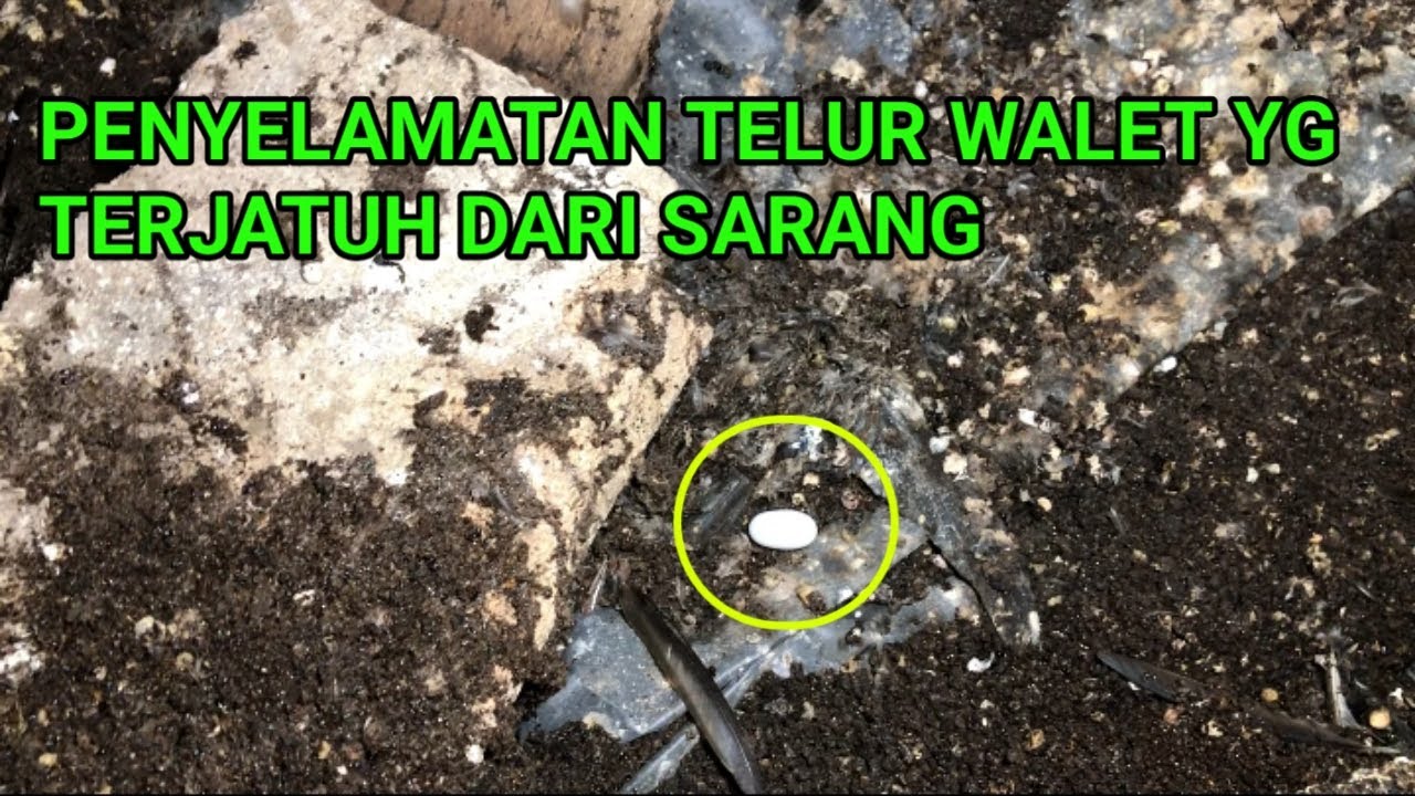 Penyelamatan telur walet yg terjatuh. Rbw paling sederhana terkecil di ...