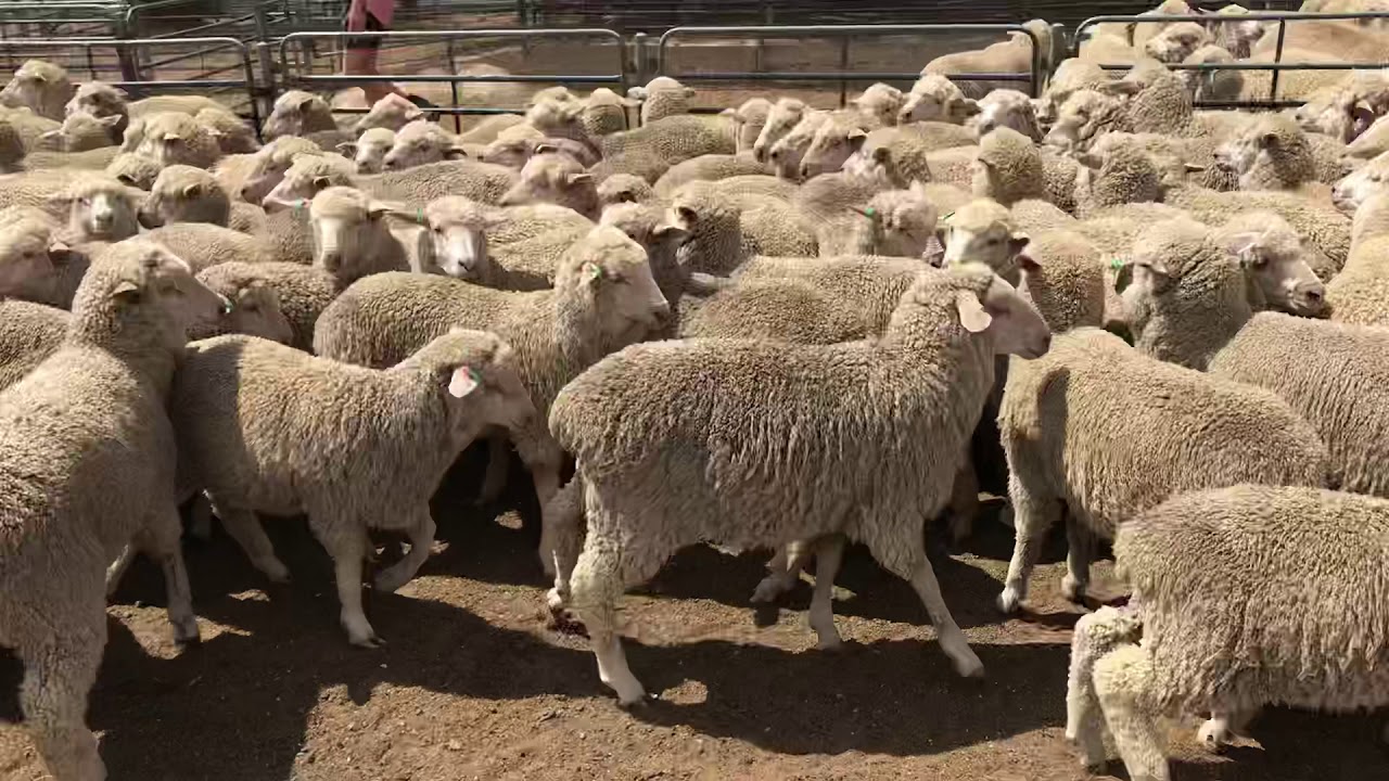 Merino Wether Lambs - YouTube