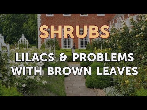 Lilacs & Problems With Brown Leaves - YouTube