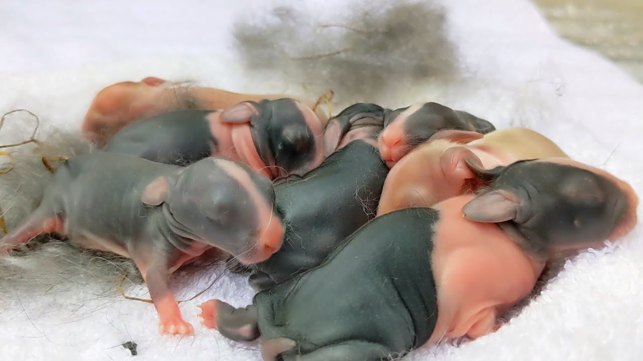 Good News 😍 7 rabbits were born 😍 - 7 Baby rabbits video #cute #pets ...