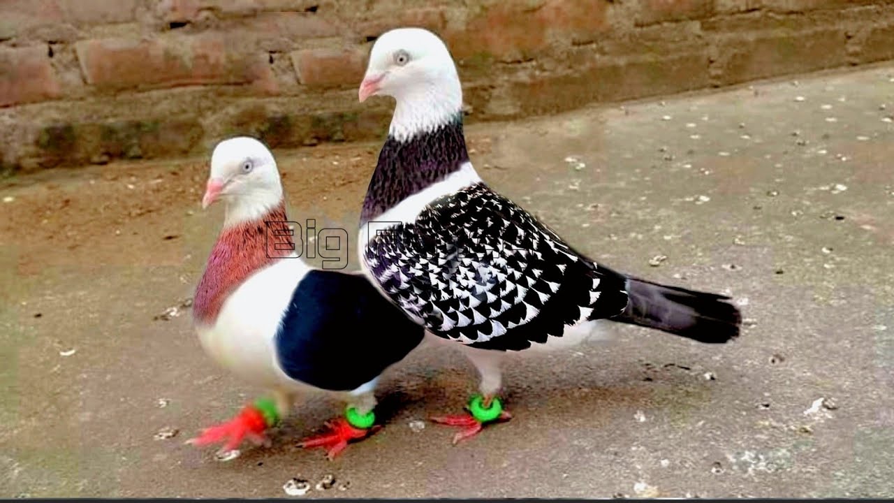 Best Fancy Pigeon Farm: Unique Fancy Pigeon Breeds & Names | Fancy ...