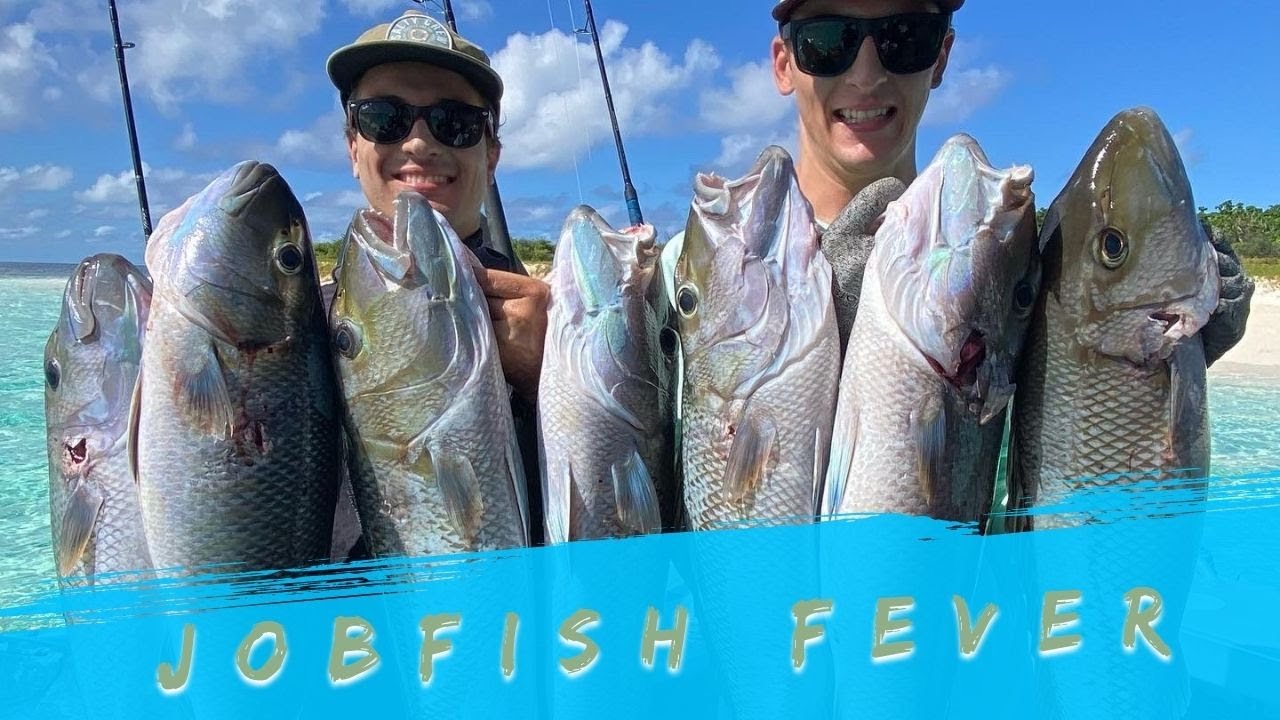 JOBFISH EVERYWHERE !!! NEVER SEEN SO MANY JOBFISH IN ONE PLACE ! - YouTube