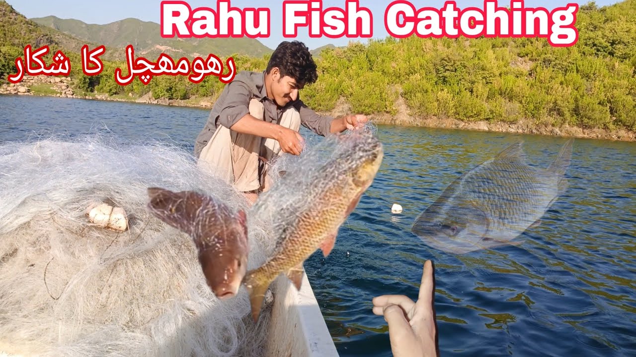 Rahu Fishing Video |🦈 How to make Rahu Fish Curry Rahu Fish in River ...