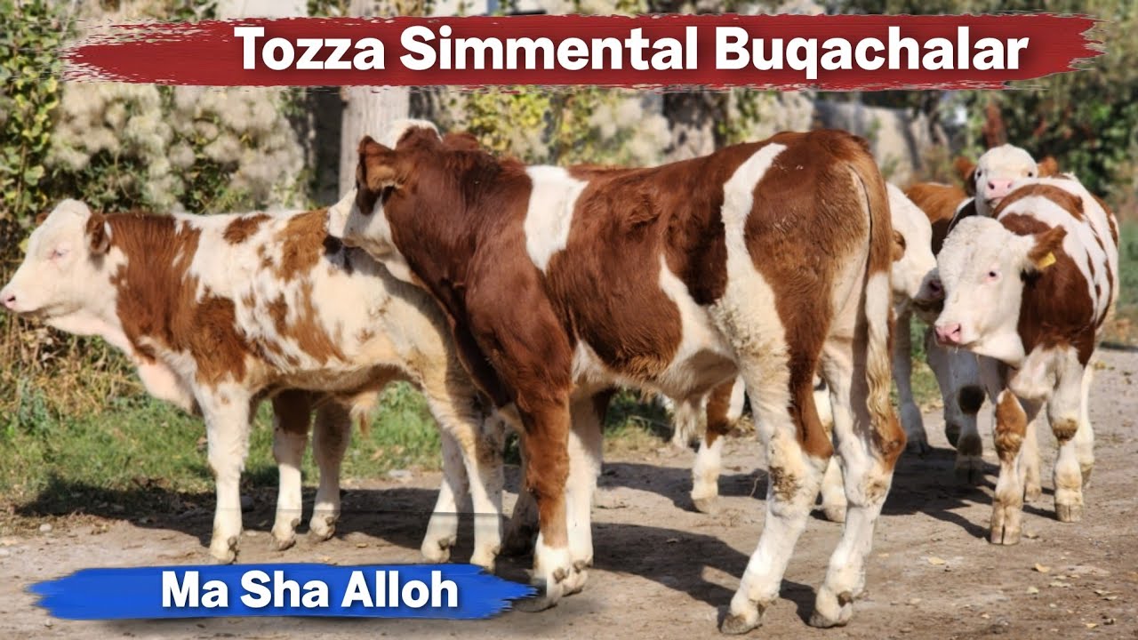 Tozza Simmental Buqachalar 4 Oylik Eng Zo'rlari Keldi ☎️+998 95 090 95 ...