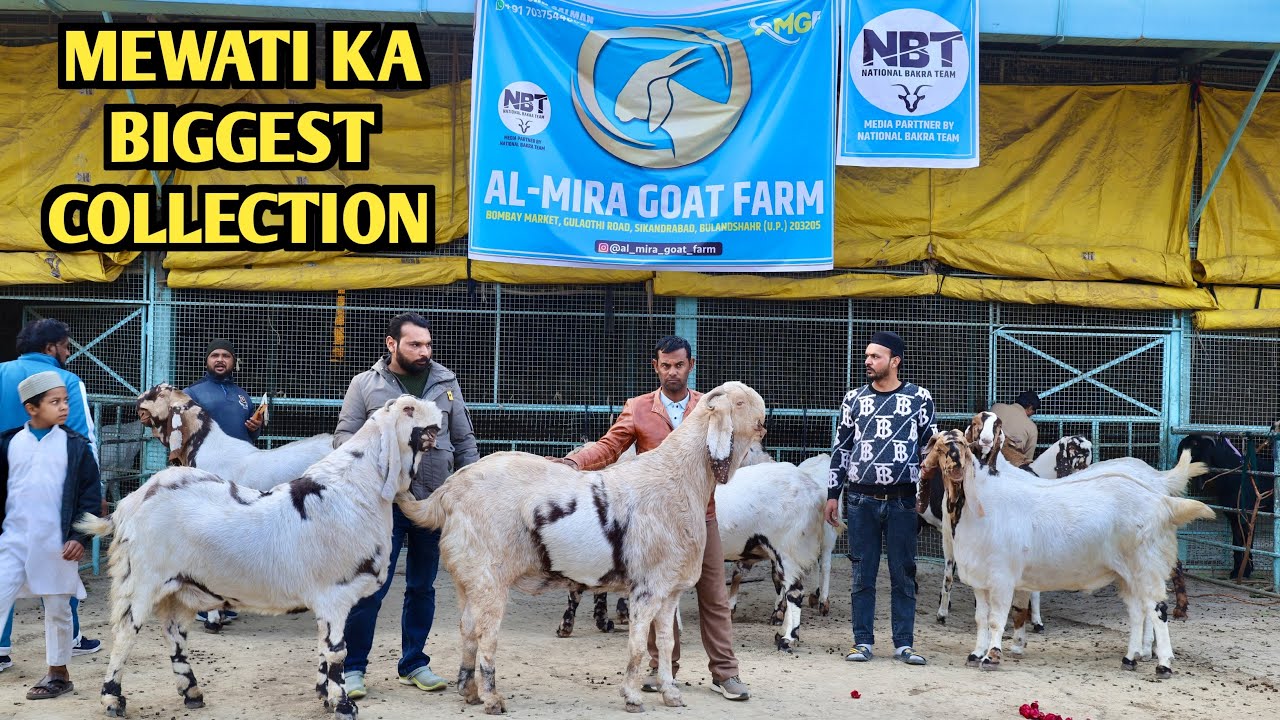 Mewati Ka Biggest Collection Yaha Se Acche Totapari Kahi Nahi Ek Sath ...