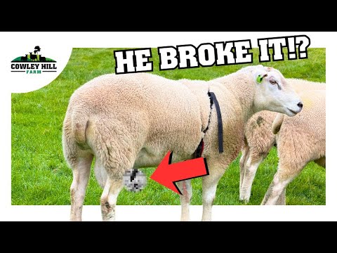 HE'S BROKEN HIS MANHOOD?! - YouTube