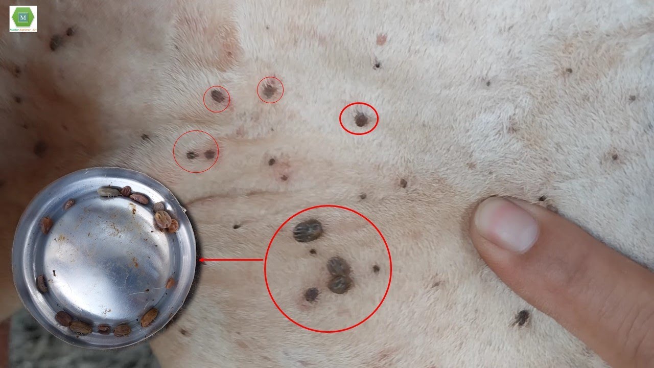 Activity of ticks removal on cow - YouTube